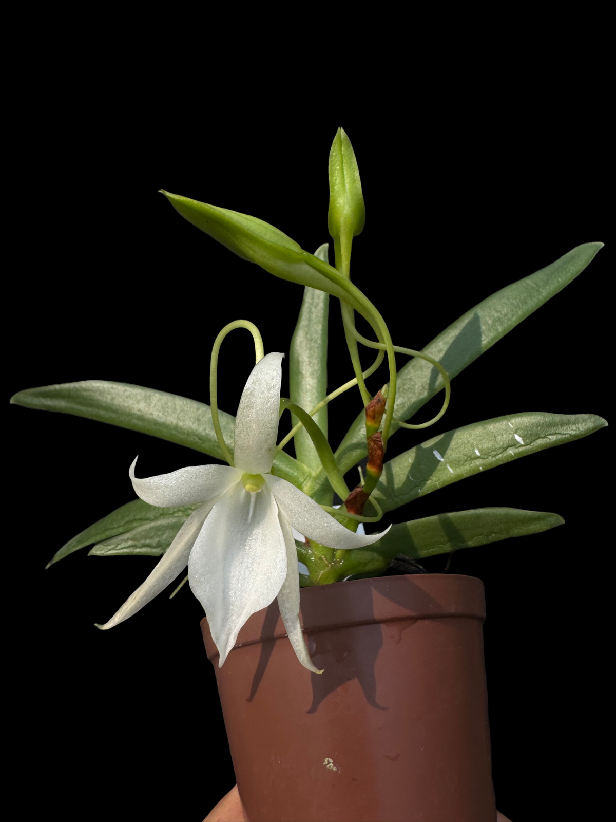 Angraecum Kruger Stars | Afri Orchids
