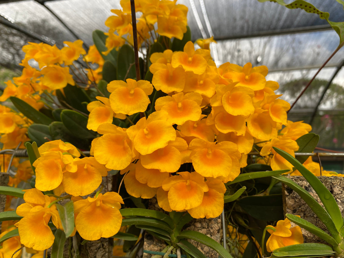 Dendrobium Kruger Oriole | Afri Orchids