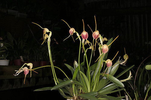 Masdevallia infracta | Afri Orchids
