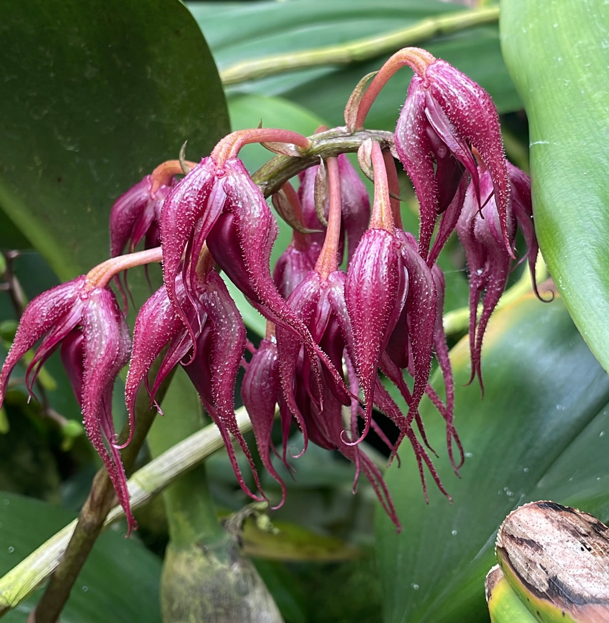 Bulbophyllum lasianthum | Afri Orchids
