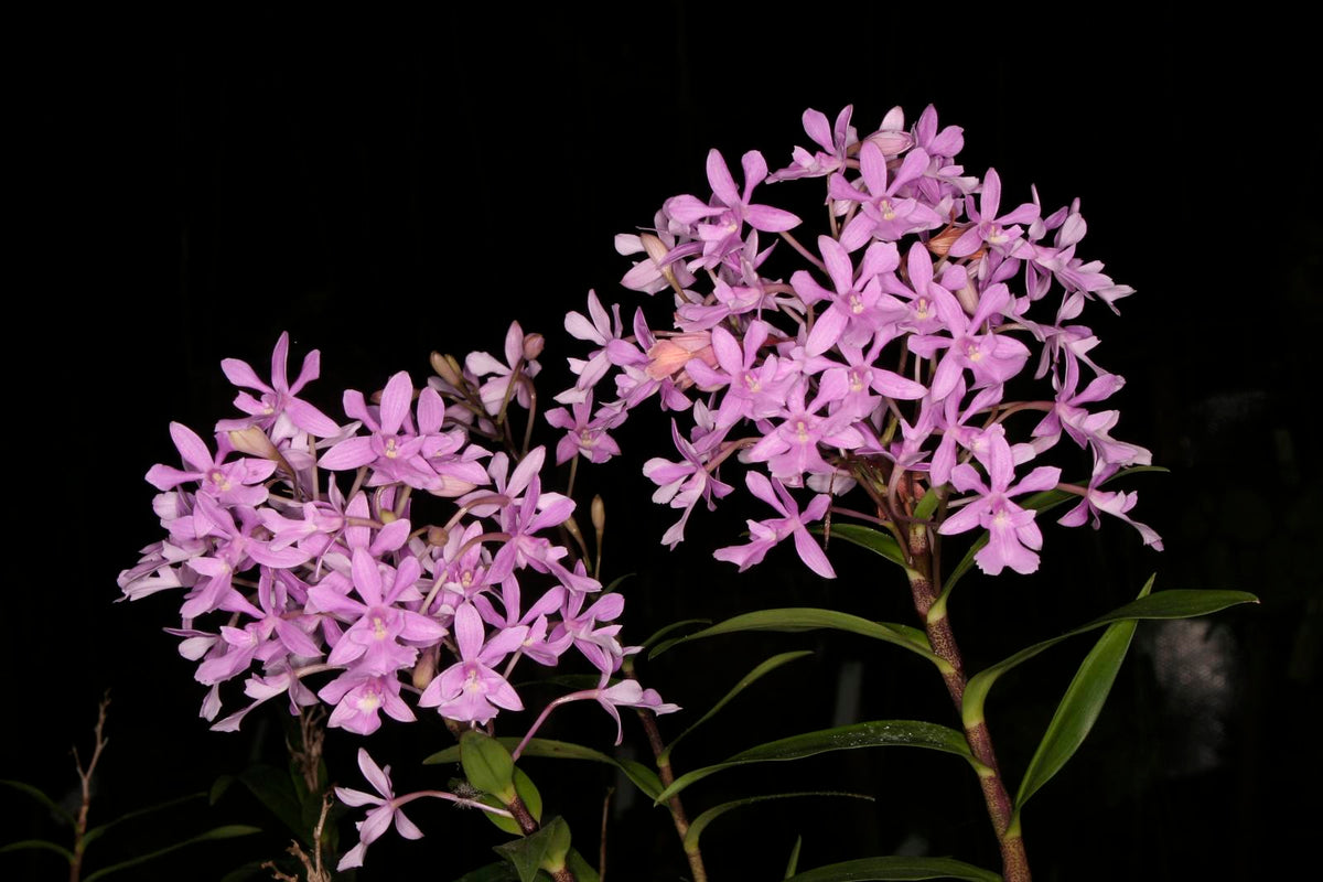 Oerstedella Dainty Lady | Afri Orchids