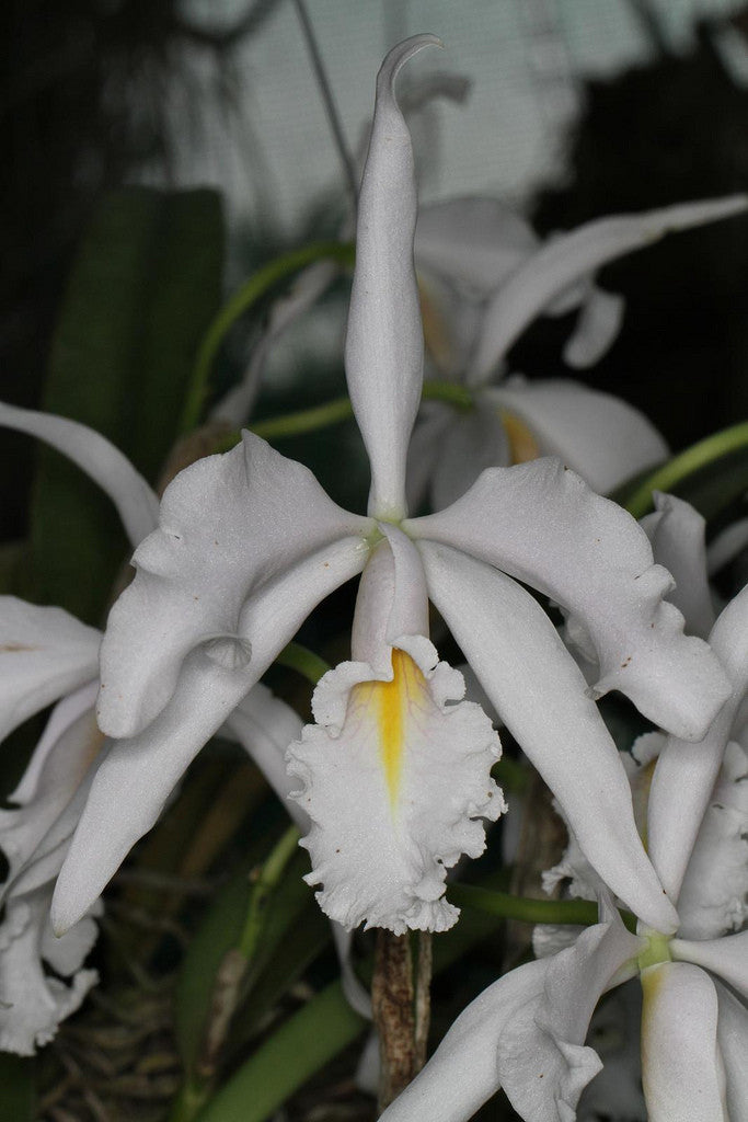 Cattleya maxima albescens | Afri Orchids