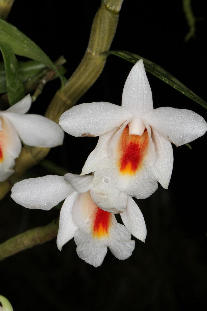 Dendrobium christyanum | Afri Orchids