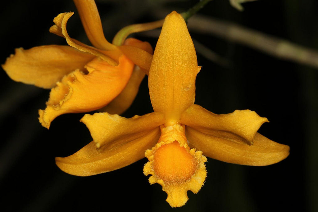 Dendrobium henryi | Afri Orchids