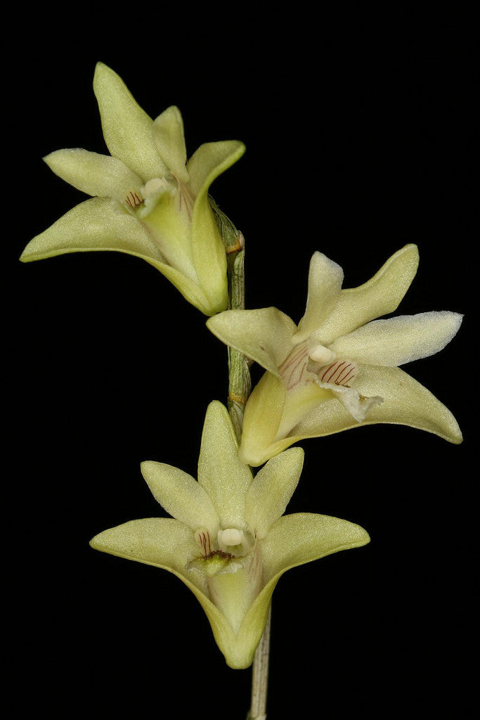 Dendrobium junceum | Afri Orchids