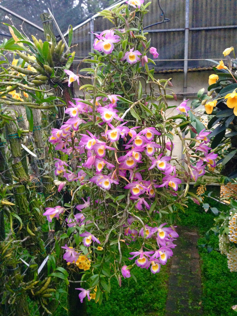 Dendrobium loddigesii | Afri Orchids