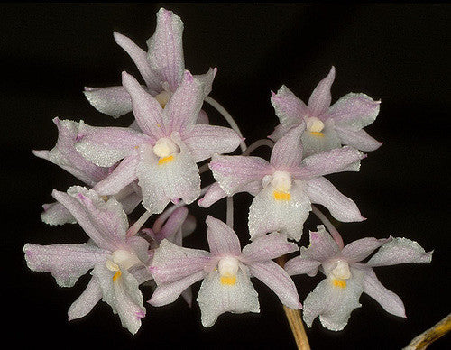 Dendrobium mutabile | Afri Orchids
