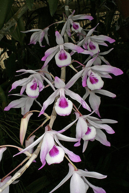 Dendrobium transparens | Afri Orchids