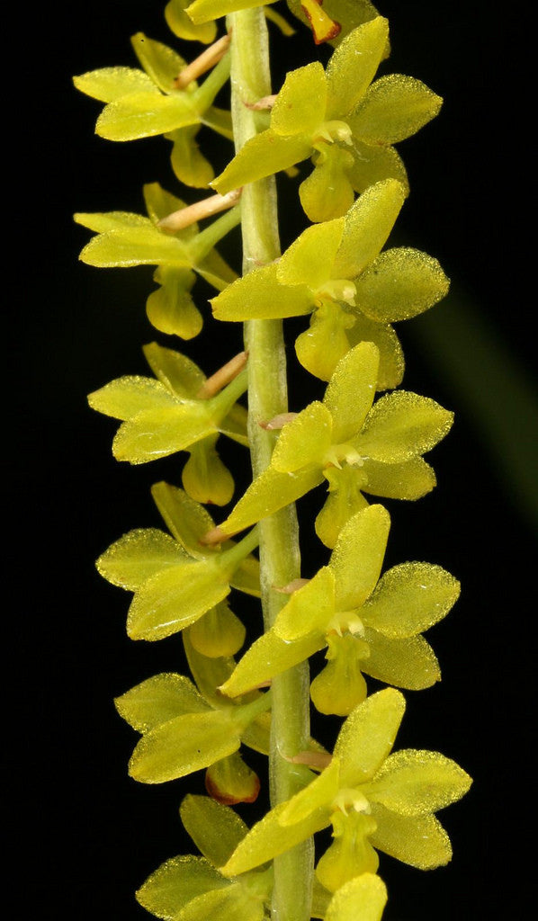 Dendrochilum filiforme | Afri Orchids