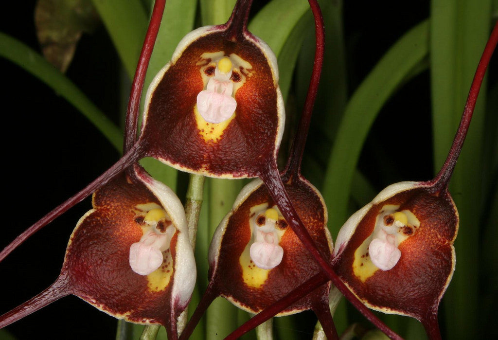 Dracula benedictii | Afri Orchids