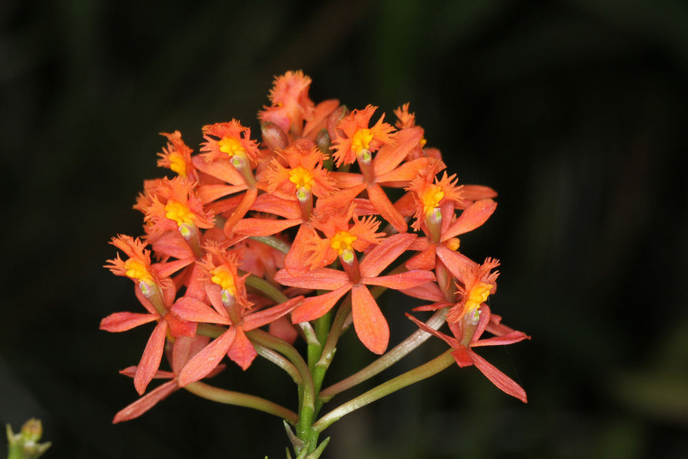 Epidendrum sp mini orange | Afri Orchids