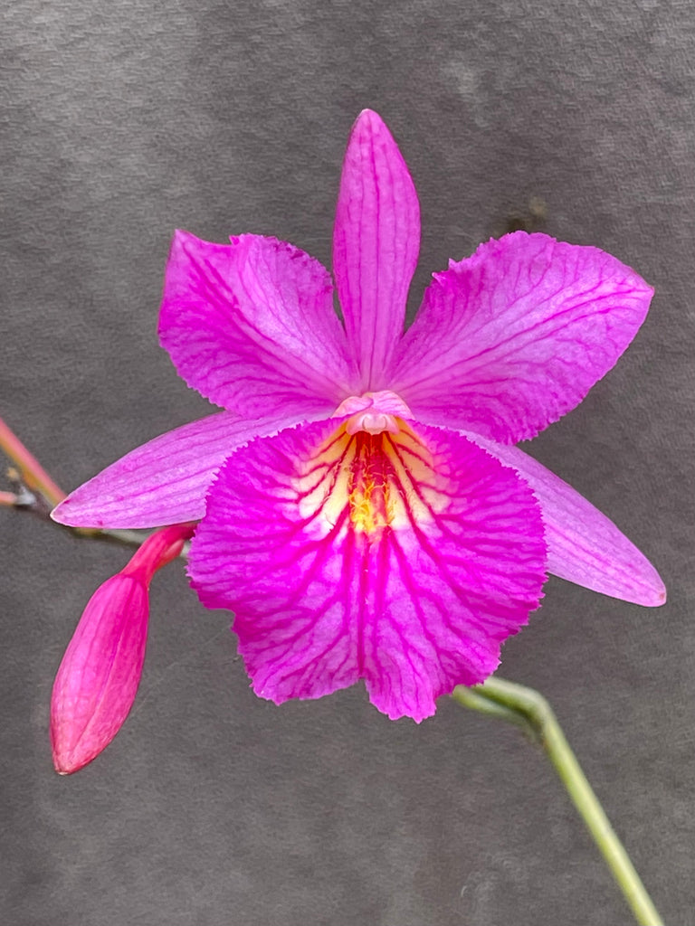 Afri Orchids