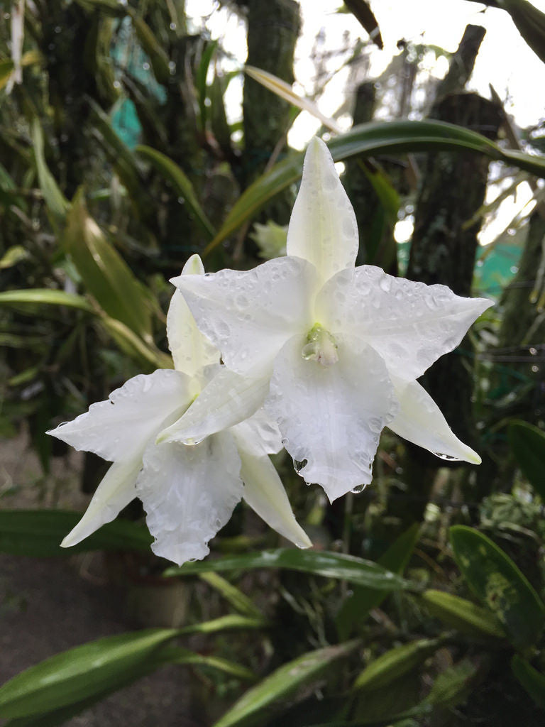 Laelia anceps 'Tafelberg' | Afri Orchids