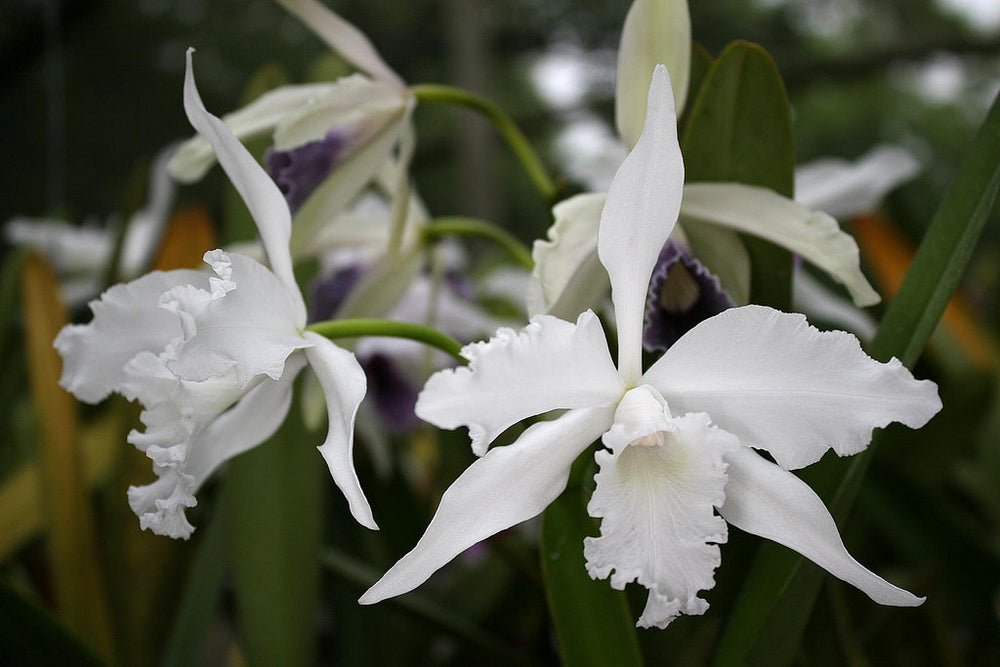 Cattleya lobata alba | Afri Orchids