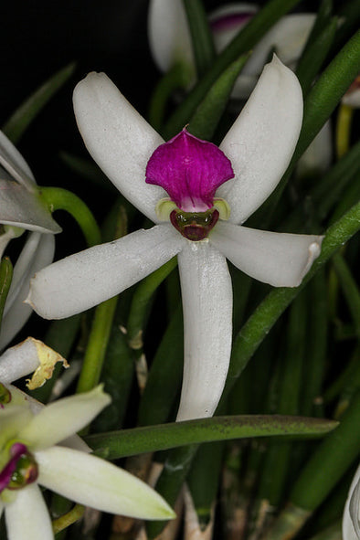 Leptotes bicolor 4N x sib (flowering size seedlings) | Afri Orchids