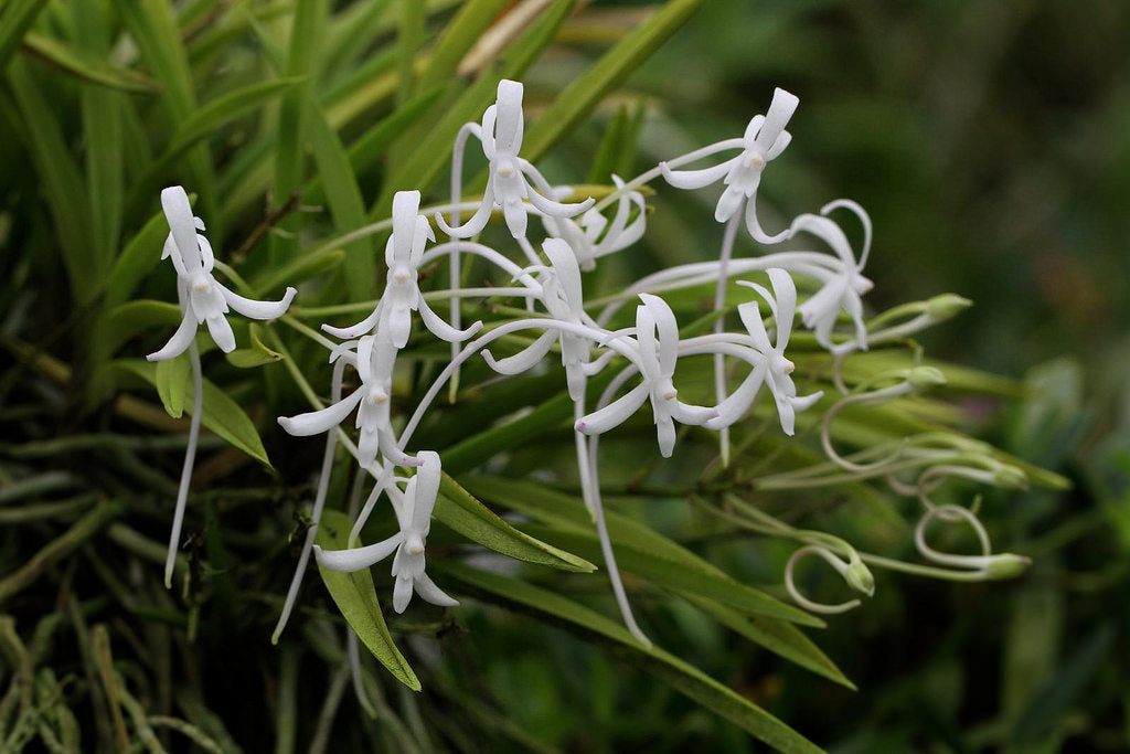 Neofinetia falcata | Afri Orchids