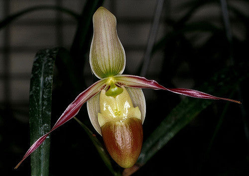 Phragmipedium longifolium | Afri Orchids
