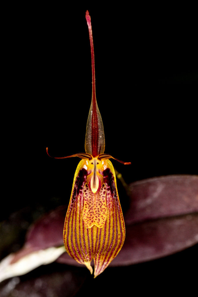 Restrepia antennifera | Afri Orchids