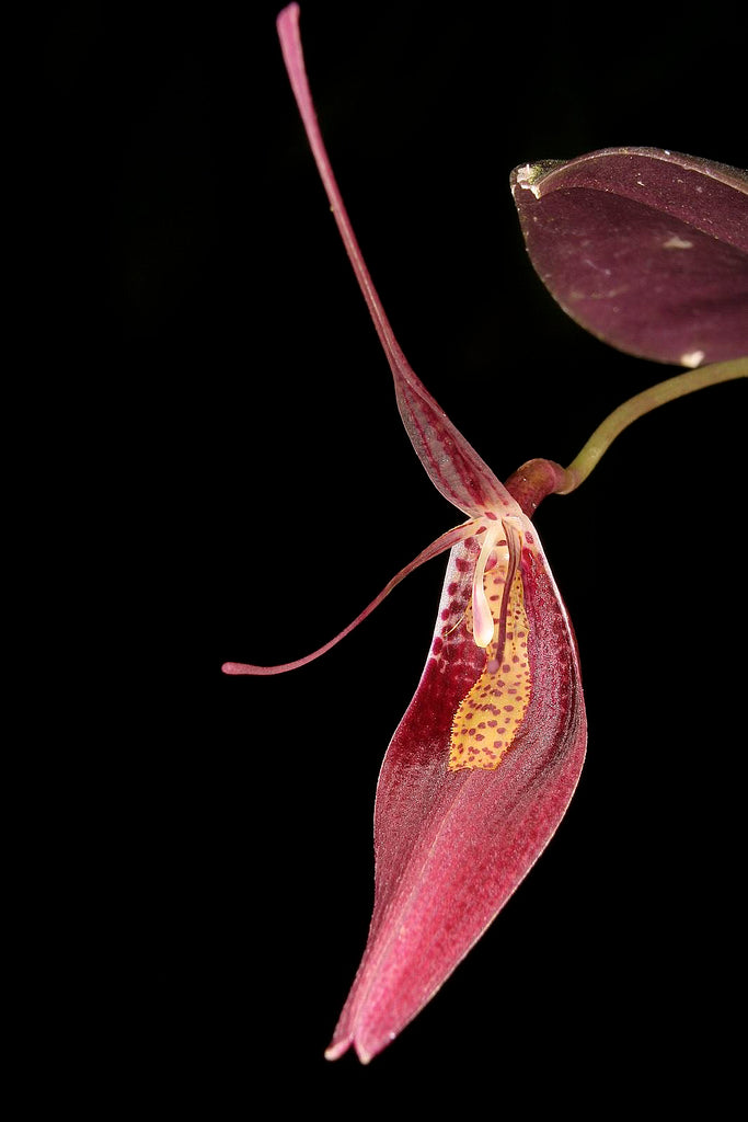 Restrepia condorensis/purpurea | Afri Orchids