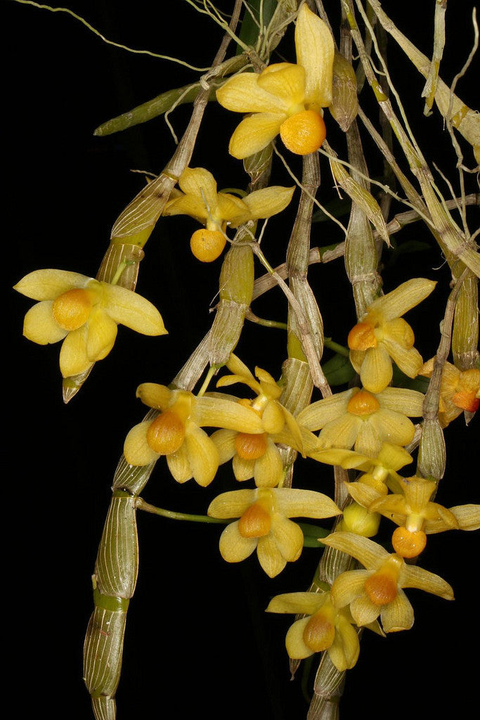 Dendrobium chrysocrepis | Afri Orchids