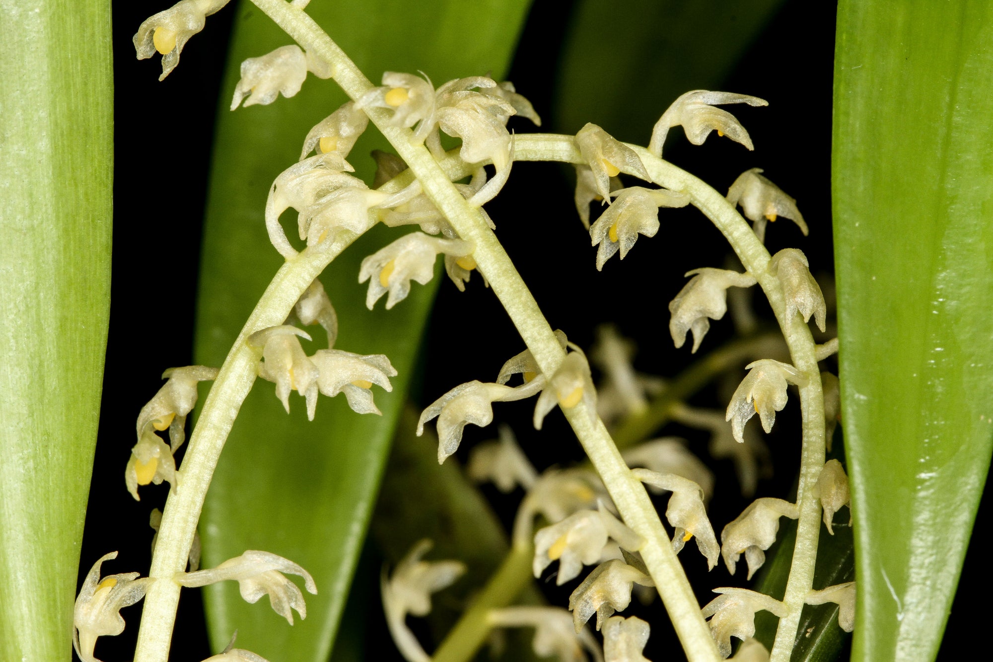 Bulbophyllum sp. Malaysia | Afri Orchids