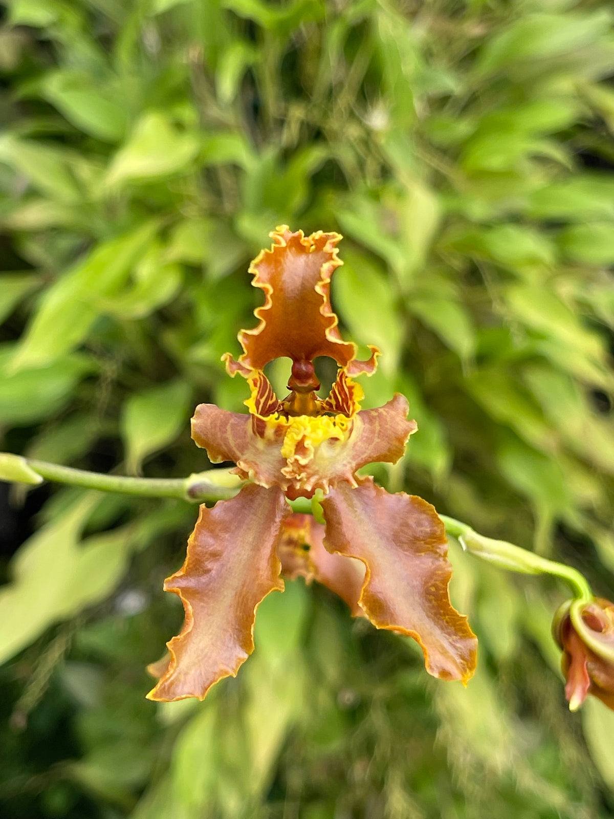 Cyrtochilum falcipetalum | Afri Orchids