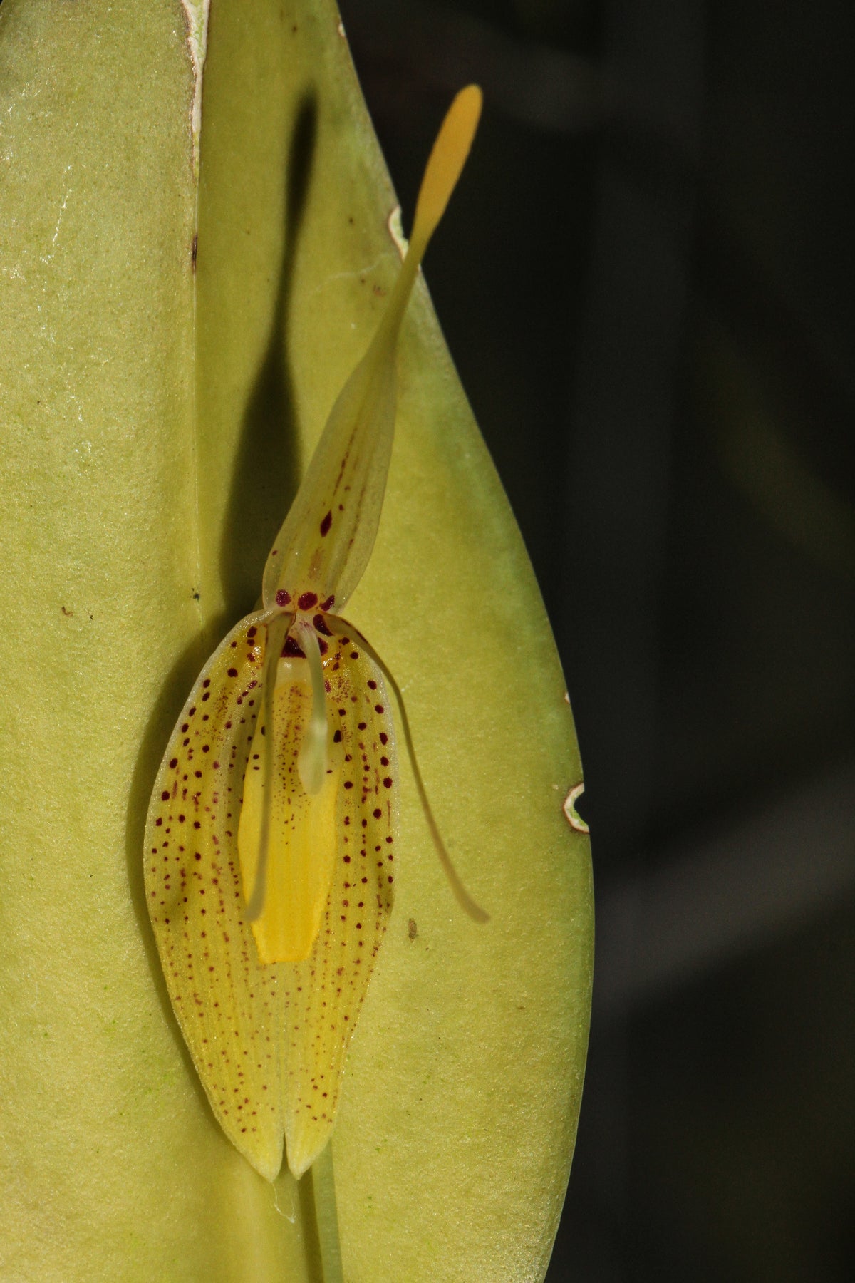 Restrepia mendozae | Afri Orchids
