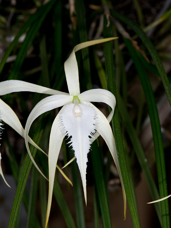 Rhynchovola David Sander | Afri Orchids