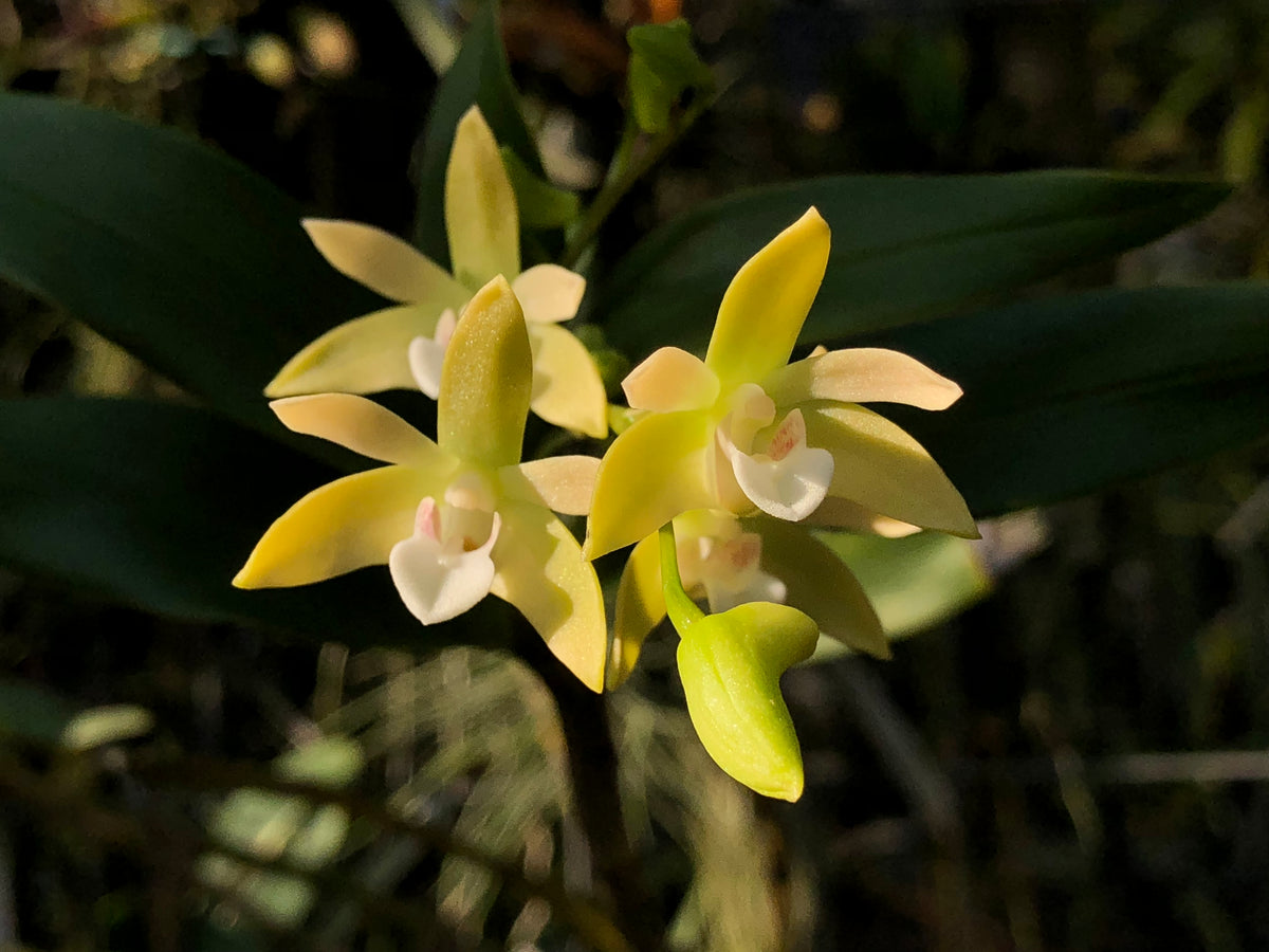 Dendrobium adae | Afri Orchids