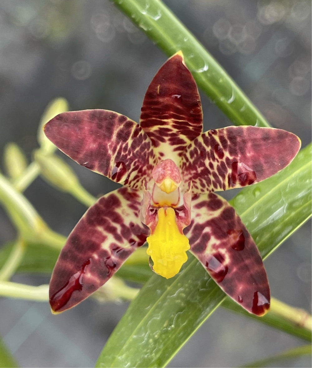 A | Afri Orchids