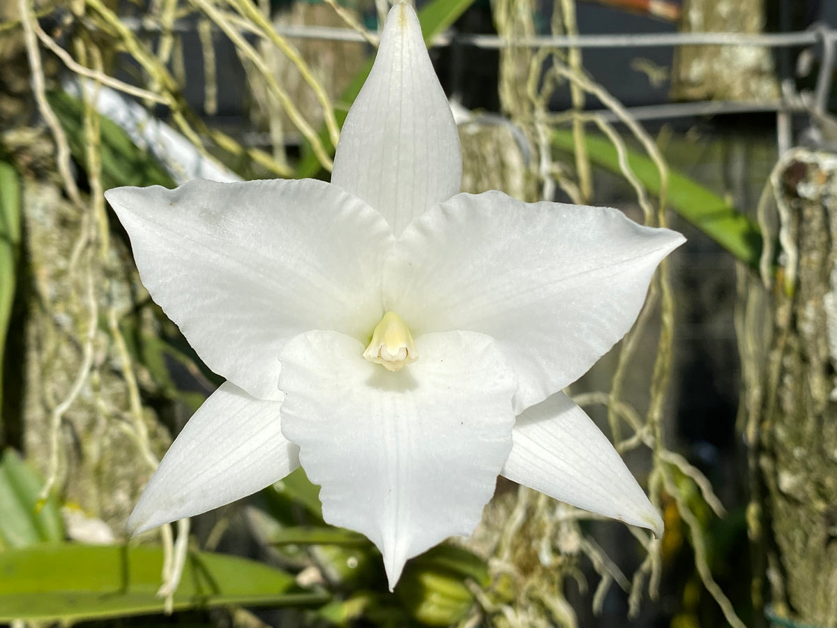 Laelia anceps petaloid (‘Tafelberg’ x ‘Sabie’) | Afri Orchids