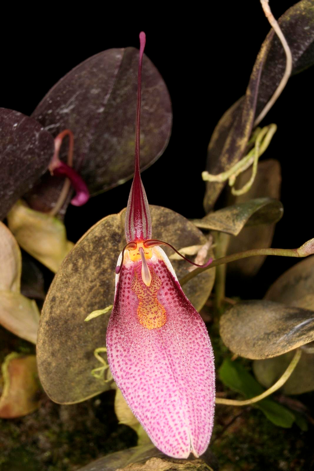 Restrepia contorta (Pink) | Afri Orchids