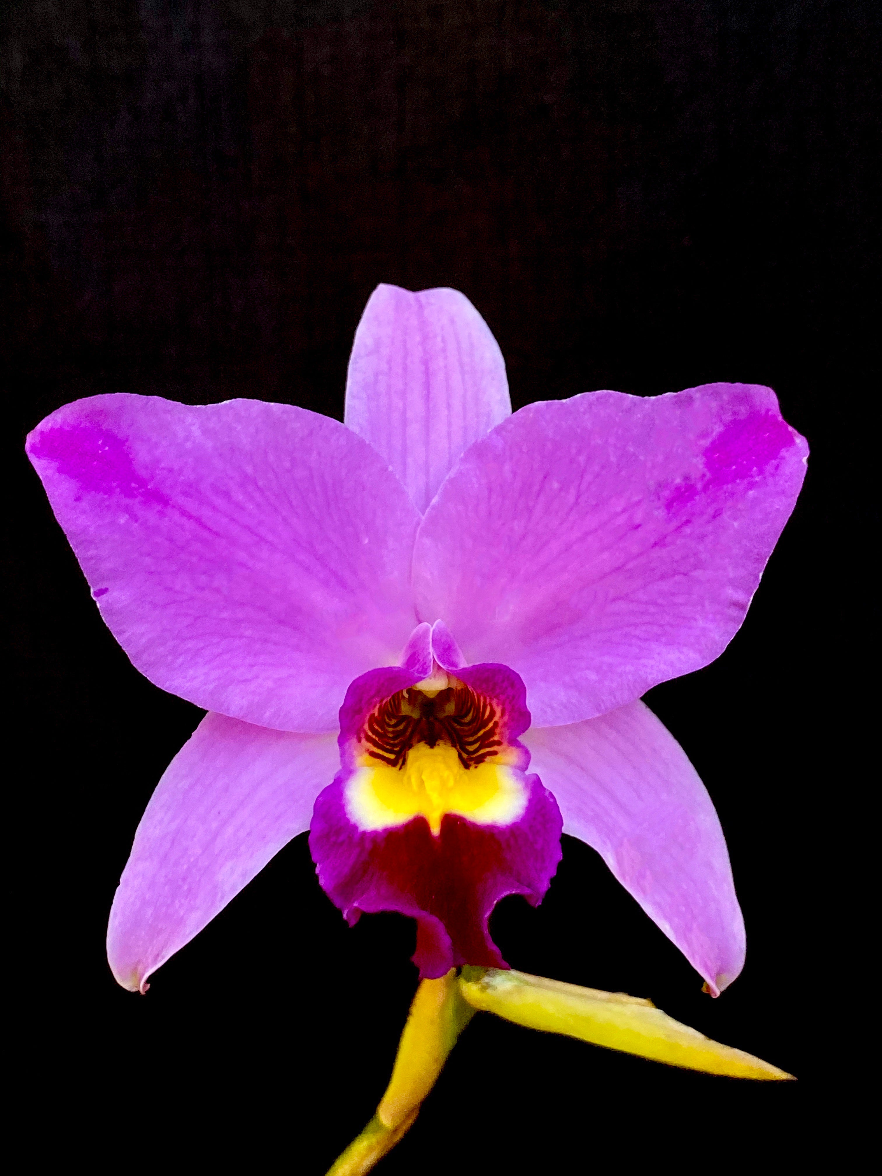 Laelia anceps ‘Entabeni’ | Afri Orchids