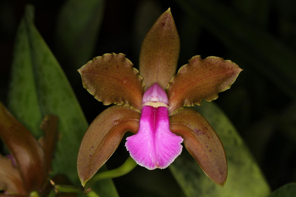 Cattleya bicolor | Afri Orchids