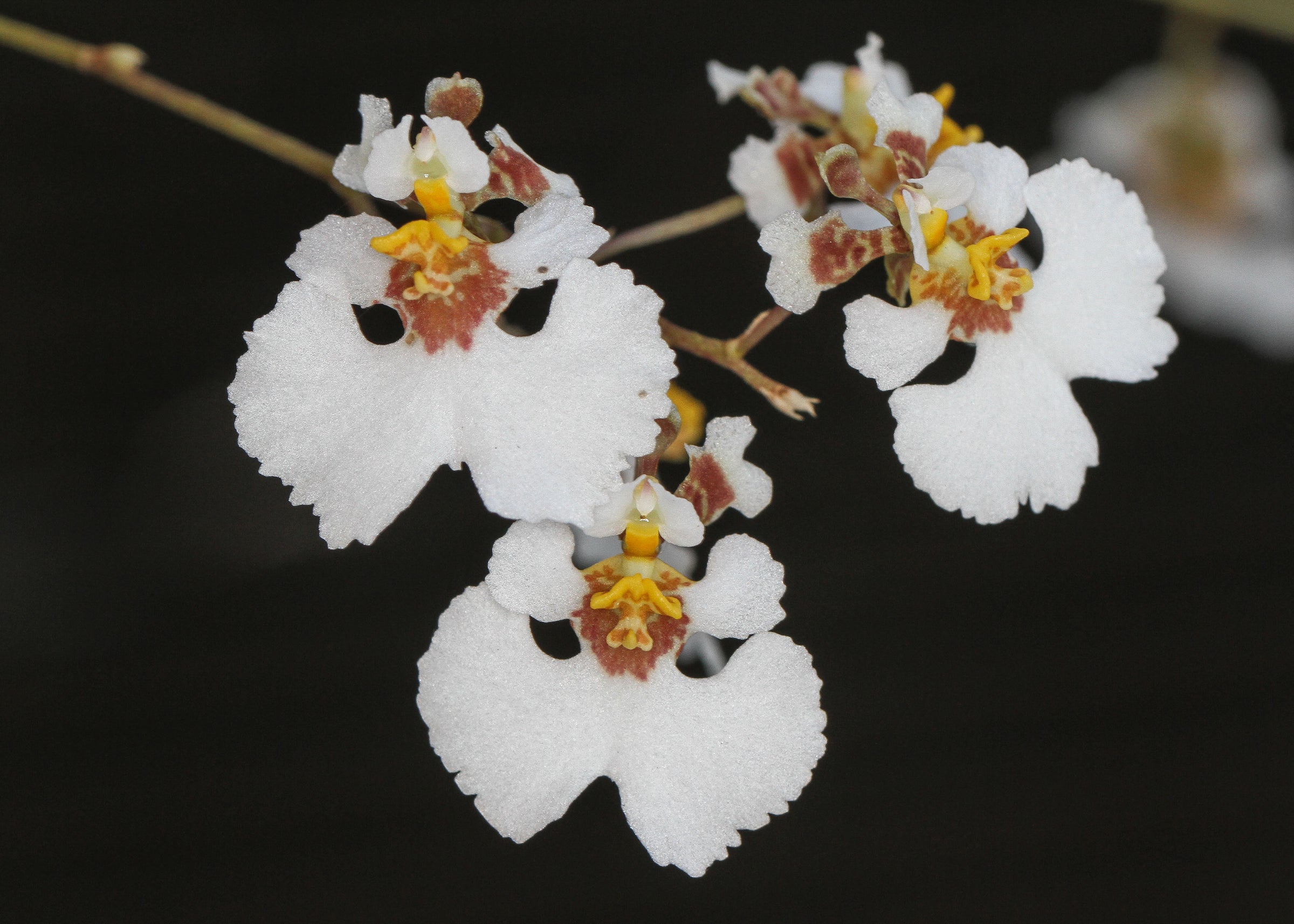 Oncidium | Afri Orchids