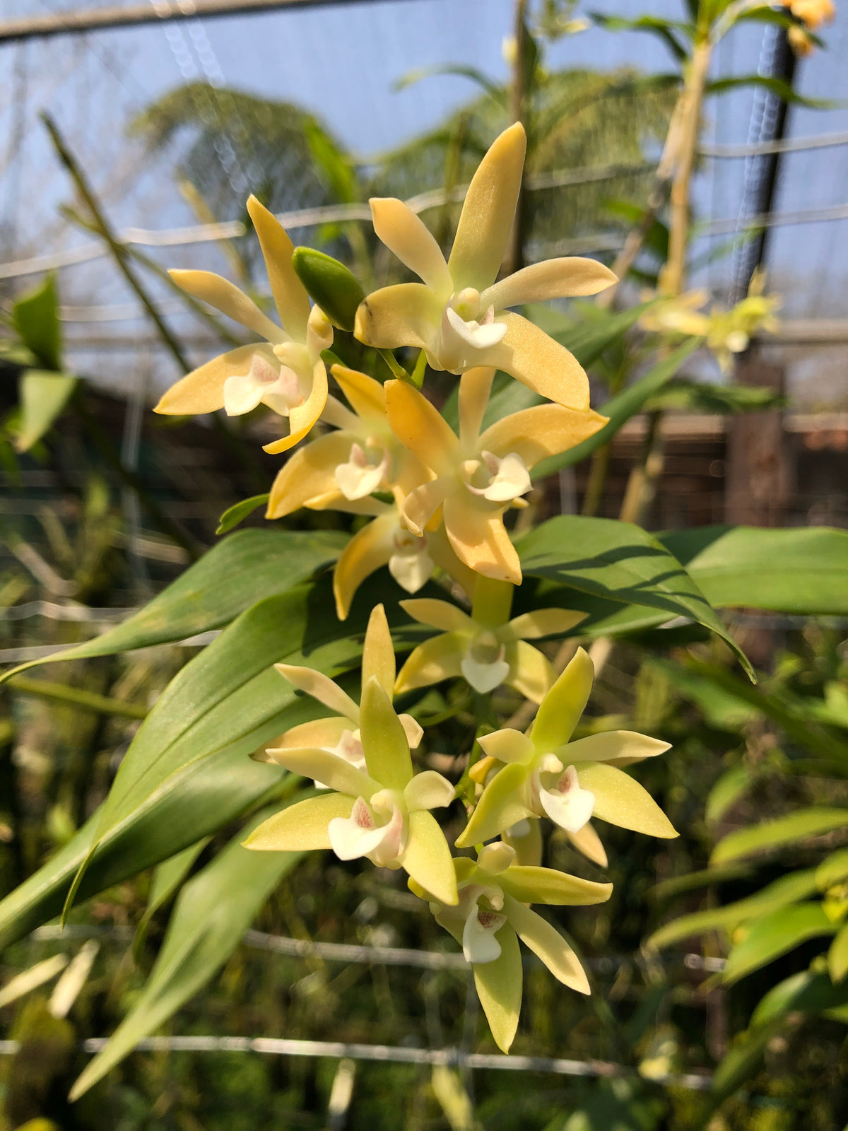 Dendrobium adae | Afri Orchids