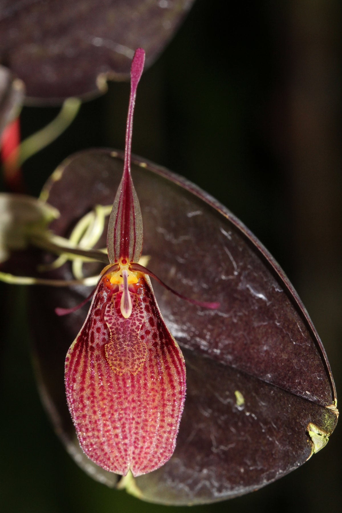 Restrepia elegans | Afri Orchids