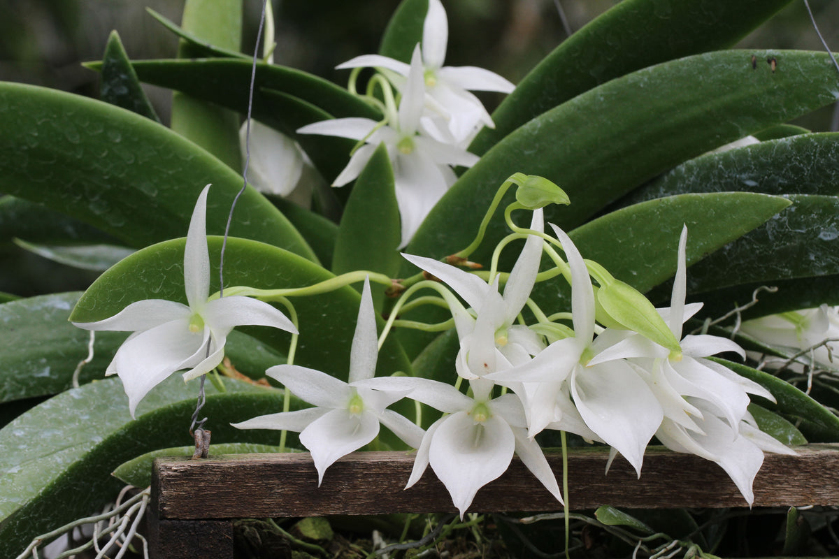 Angraecum leonis | Afri Orchids
