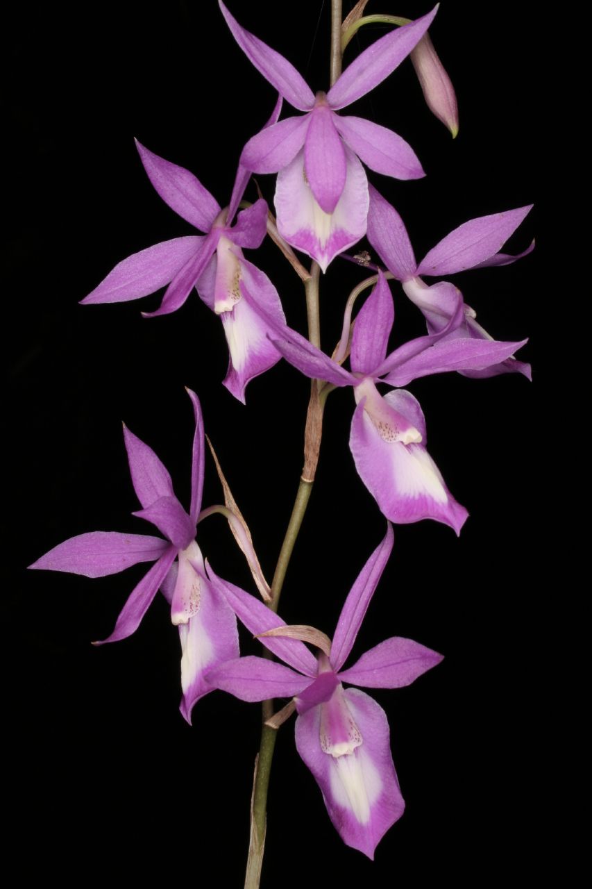 Barkeria lindleyana | Afri Orchids