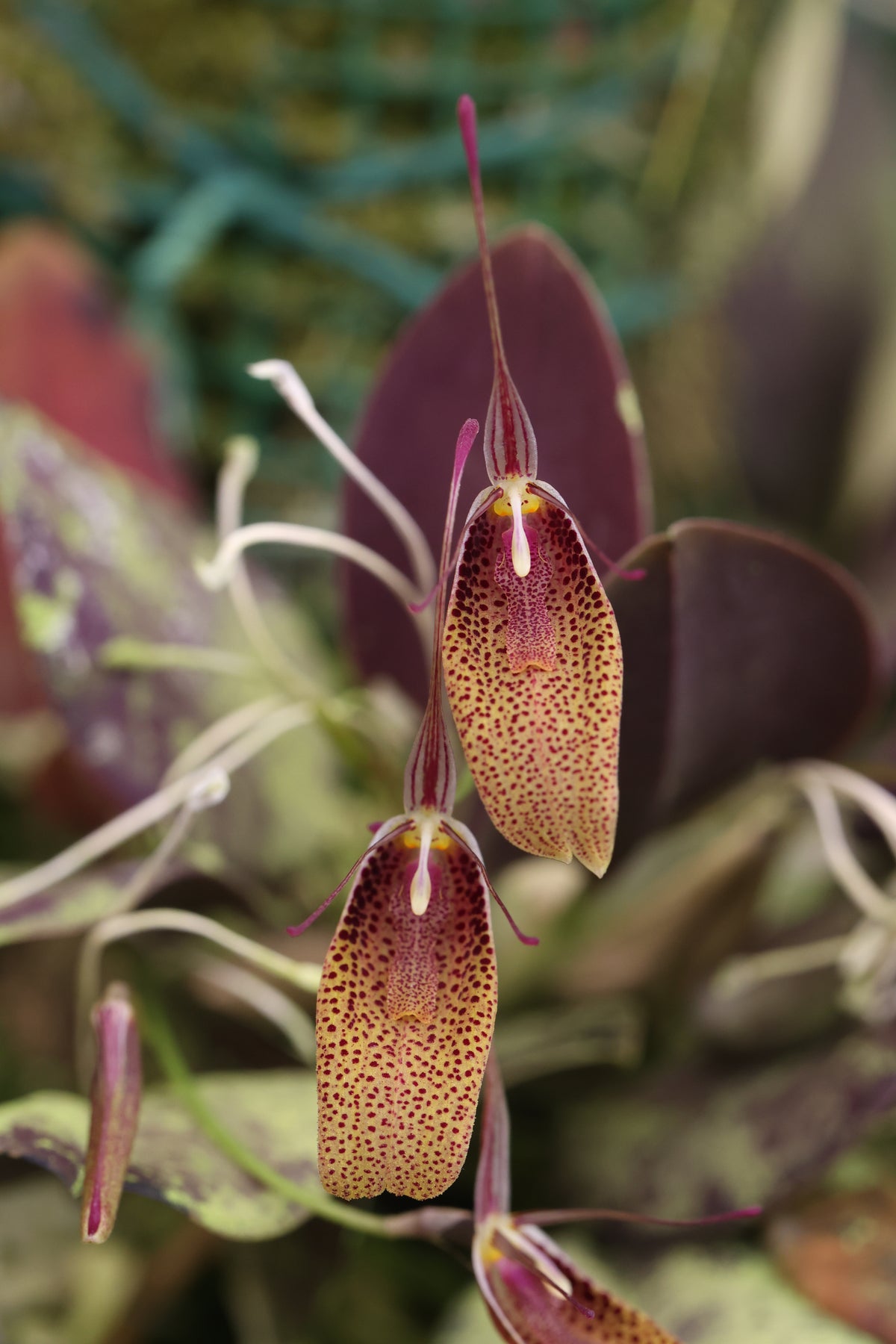 Restrepia antennifera (Colombia) | Afri Orchids