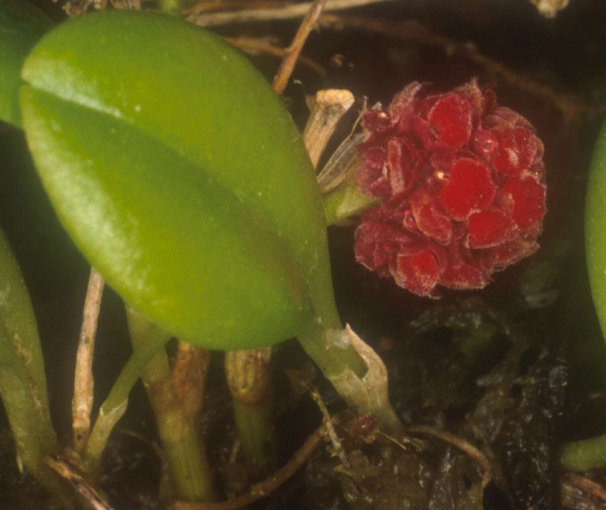 Platystele umbellifera | Afri Orchids