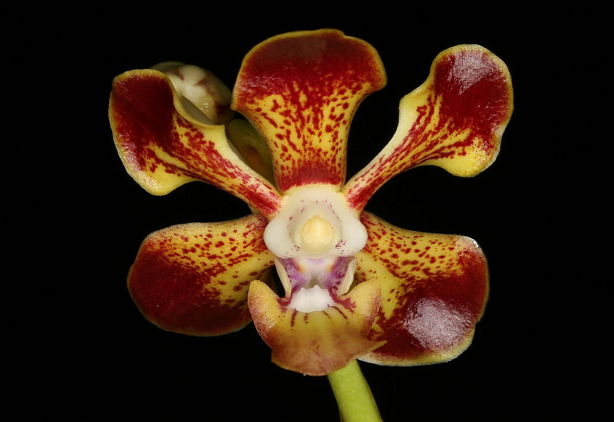 Vanda merrillii x self | Afri Orchids