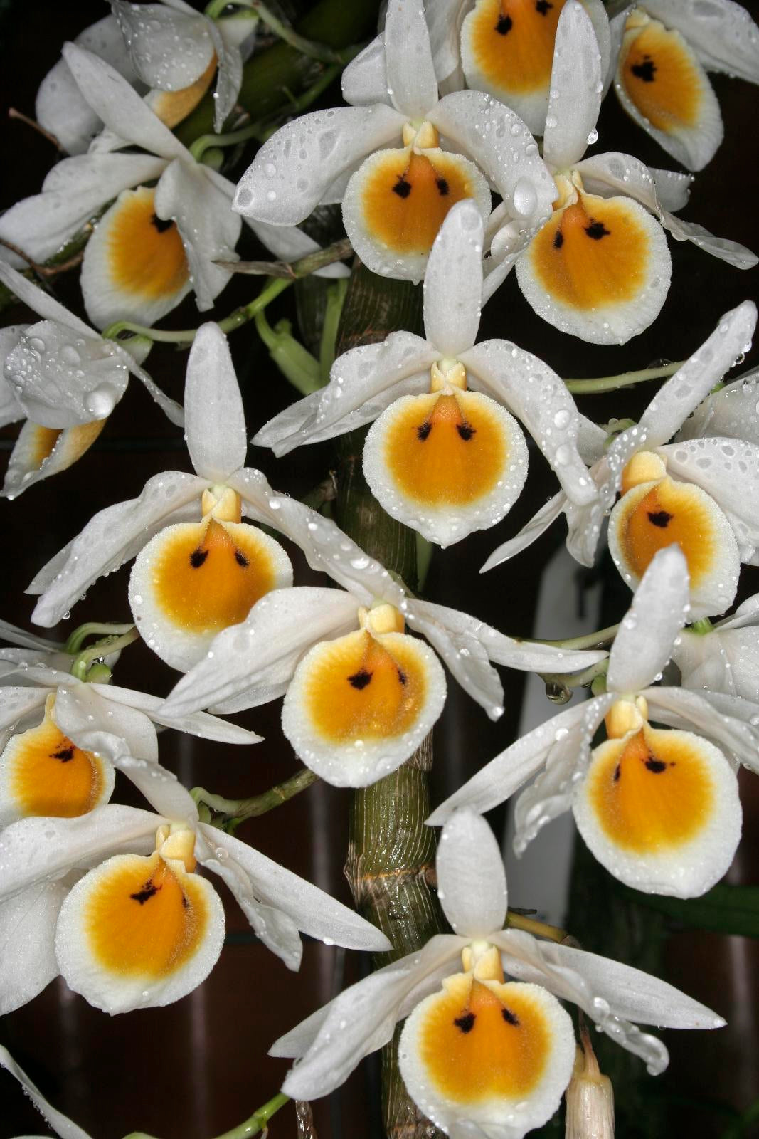 Dendrobium bensoniae | Afri Orchids
