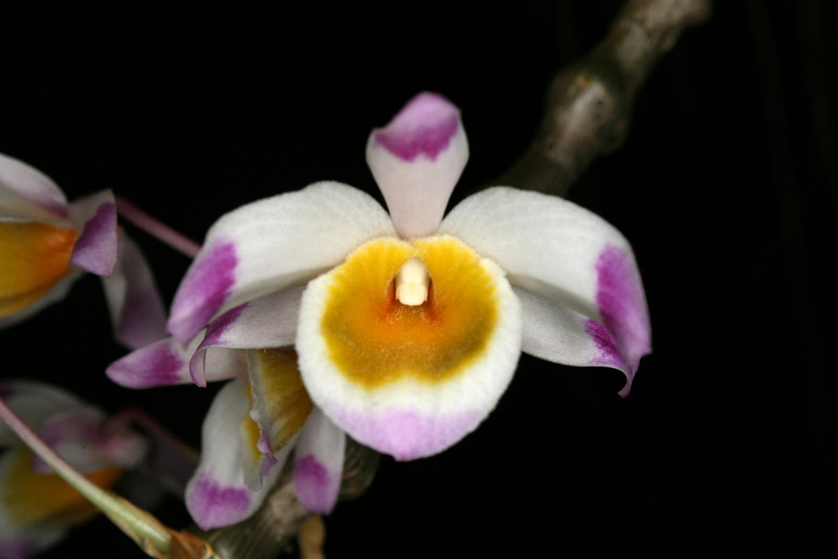 Dendrobium pendulum | Afri Orchids