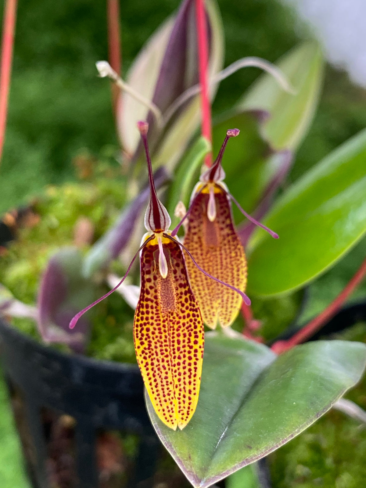 Restrepia contorta Orange | Afri Orchids