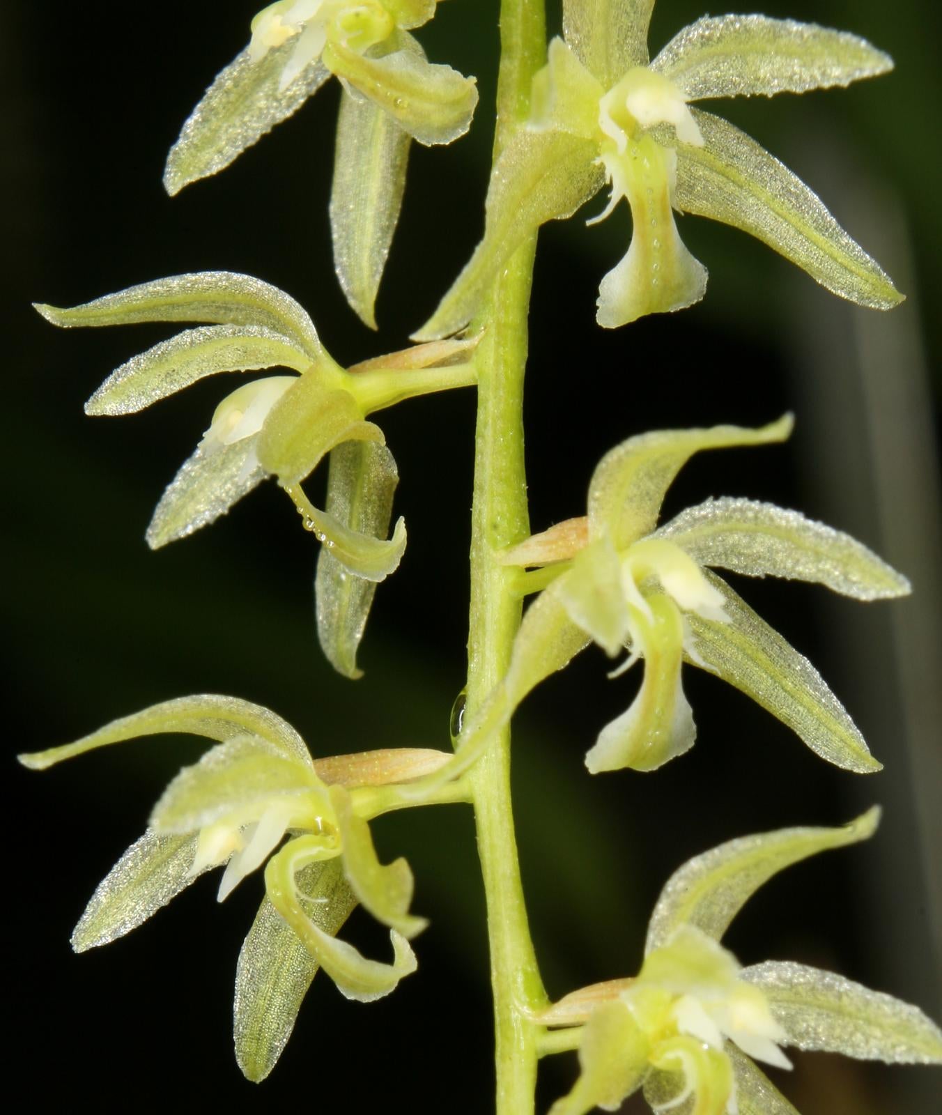 Dendrochilum gracile | Afri Orchids