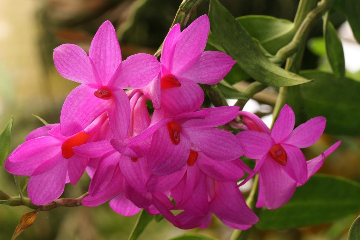 Dendrobium glomeratum ‘Spitskop’ x ‘Alkmaar’ | Afri Orchids