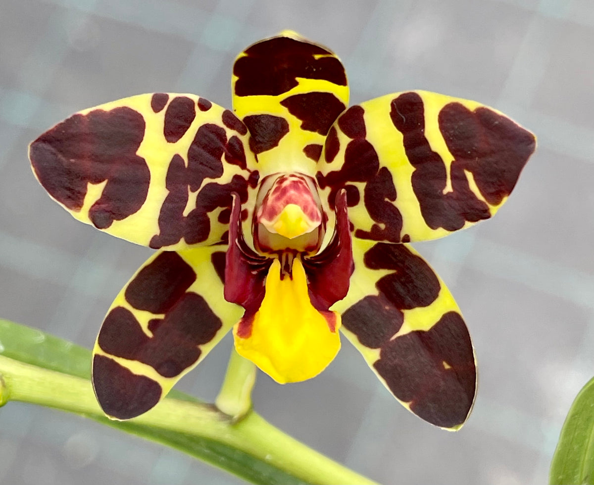 A | Afri Orchids